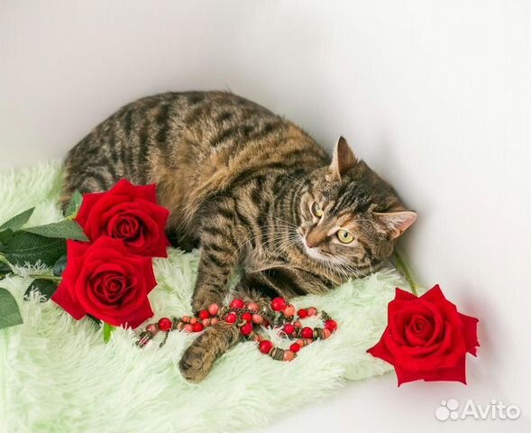 Кошка в дар