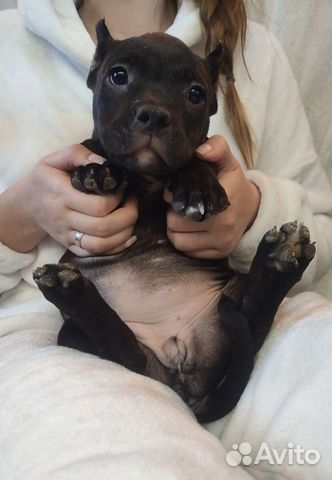 Американский Булли покет девочка