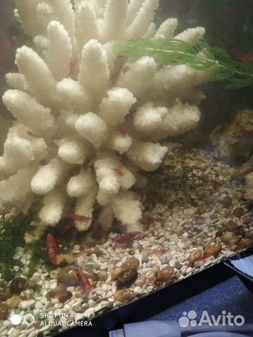 Креветки вишня