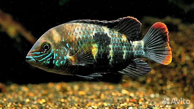 Цихлиды акара бирюзовая