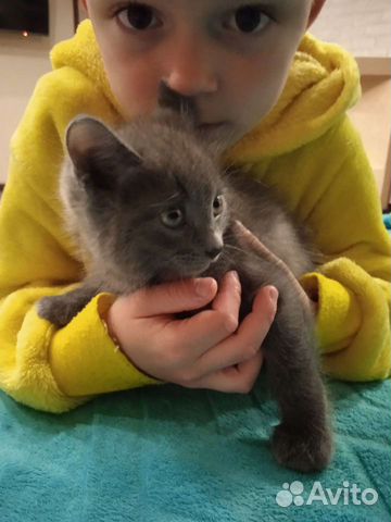 Котёнок в добрые руки