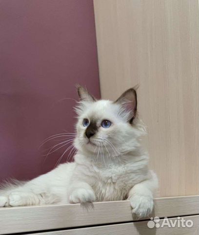 Котенок Священная бирма