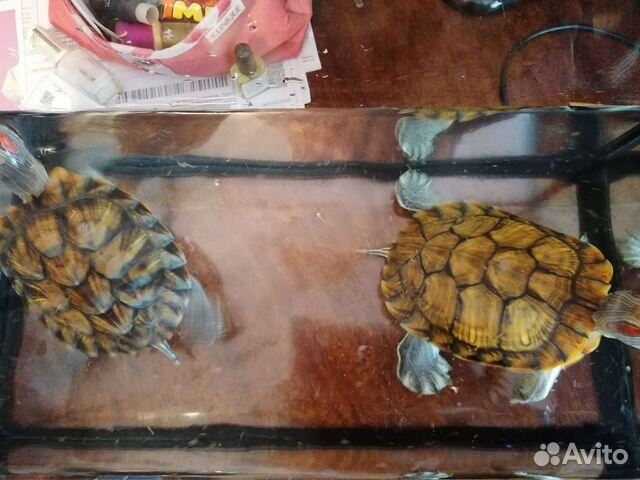 Красноухая черепаха с аквариумом бесплатно
