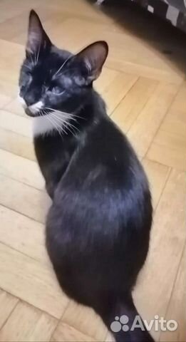 Кошечка в добрые руки