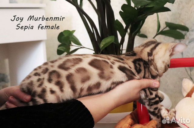 Бенгальская девочка сепия