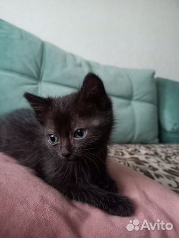 Отдам котенка в добрые руки