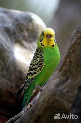 Найден попугай