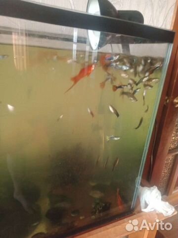 Аквариумные рыбки