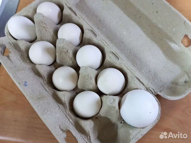 Инкубационное яйцо бентамки