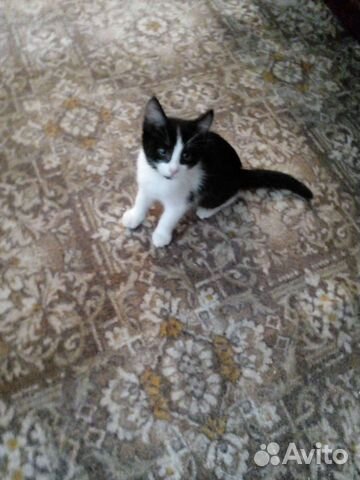 Маленький котенок