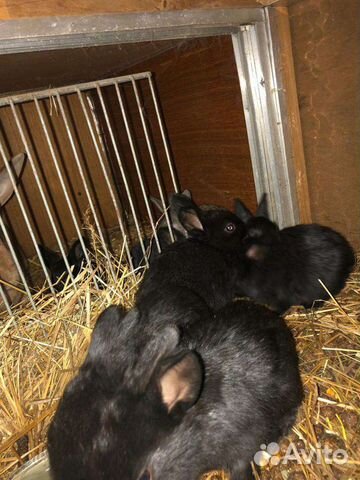 Крольчата, 1 месяц