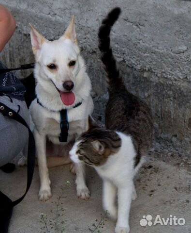 Собачка ищет дом