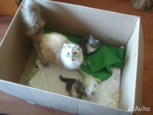 Котята по договорной цене