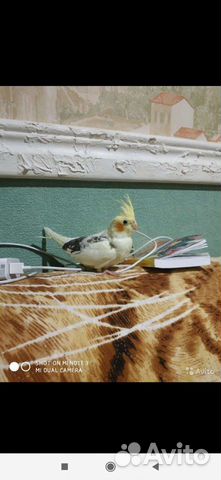 Корелла самка