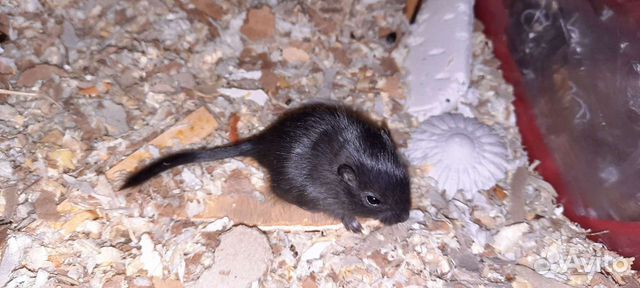 Монгольская песчанка