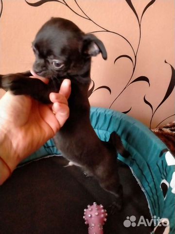 Щенки чихуахуа мини