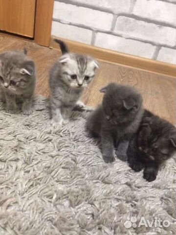 Британские вислоухие котята