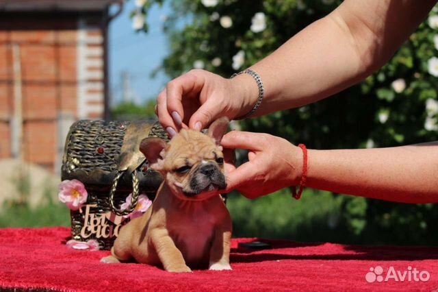 Мальчики бульдожки