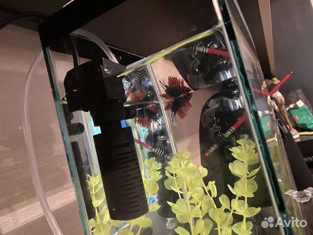 Рыбка петушок с аквариумом