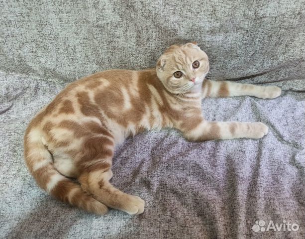 Шотландский котенок