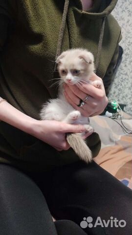 Вислоухие котята