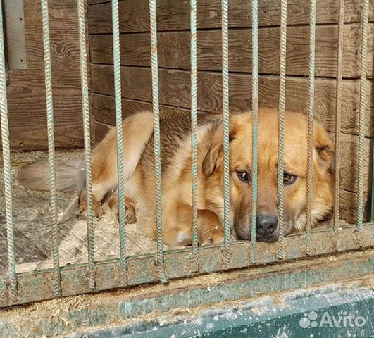 Самый несчастный пёс в мире