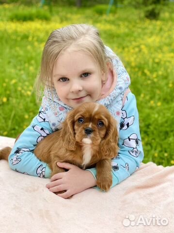 Малышка Лилу Кавалер Кинг Чарльз спаниель