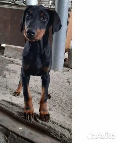 Щенки добермана