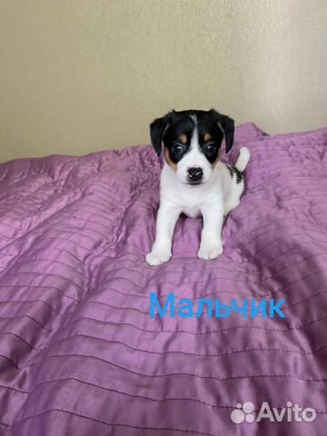 Щенки джек рассел терьер гладкошерстный