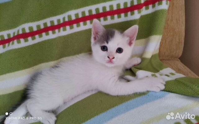 Домашняя кисулечка в добрые руки