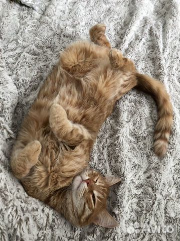 2 кота ищут новый дом