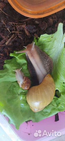 Улитки ахатины