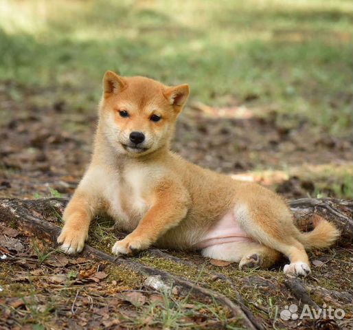 Породистые щенки сиба ину 2.5 мес