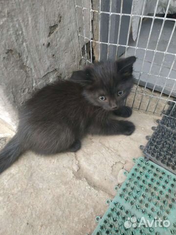 Очаровательный котенок