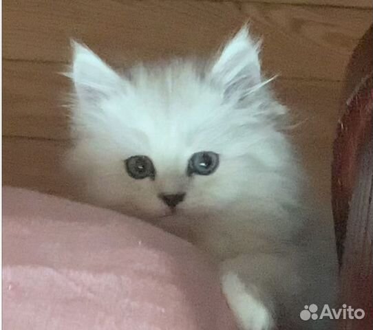 Котик бело-серебристый