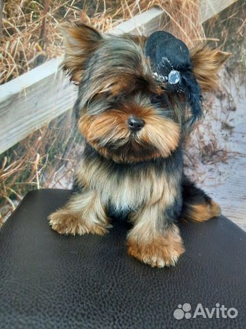 Девочка йорочка