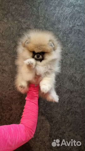 Супер мишка