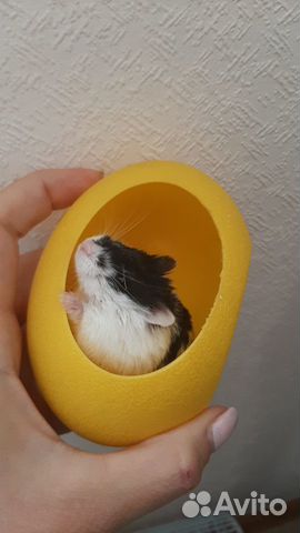 Джунгарский хомяк бесплатно