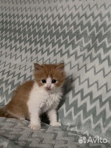 Котята в добрые руки бесплатно
