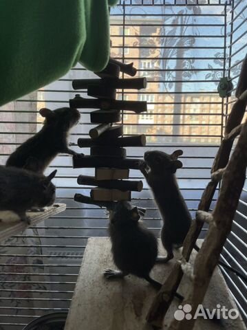 Отдам бесплатно дегу