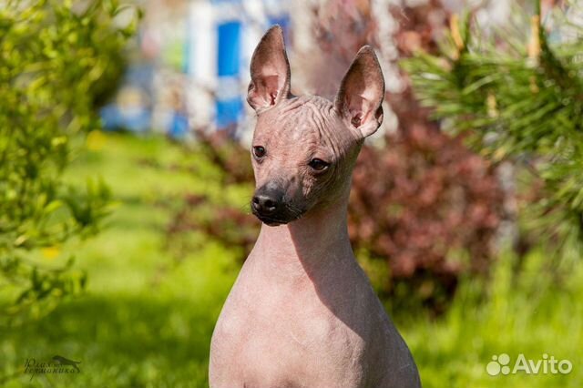 Мини мексиканская голая