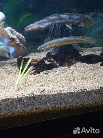 Продам полиптерусов