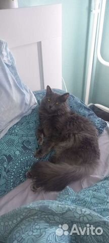 Кот