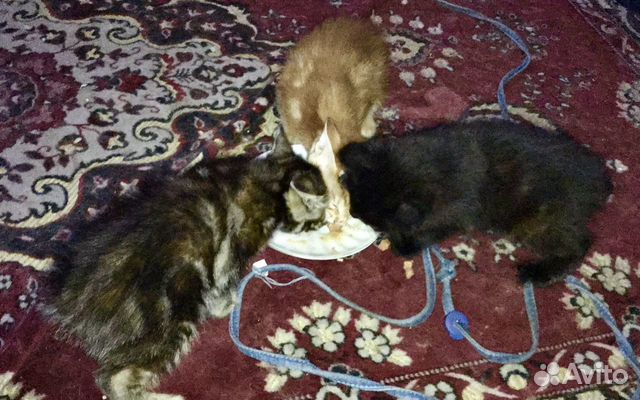 Котята-бобтейлы (безхвостики)