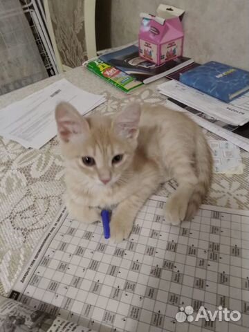 Котик 4месяца