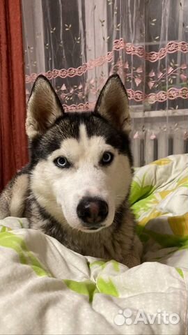 Собака бесплатно в добрые руки