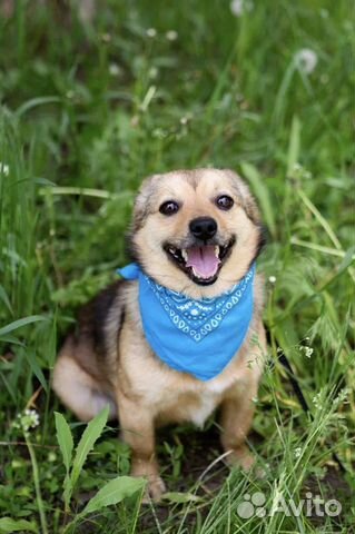 Собака Тимка ищет дом