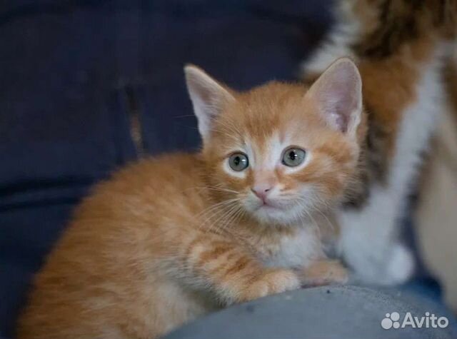 Котенок Лари 1,5-2 мес. в добрые руки