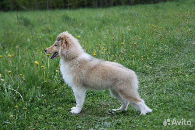 Щенки шелти