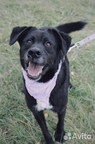 Собака из приюта мальчик